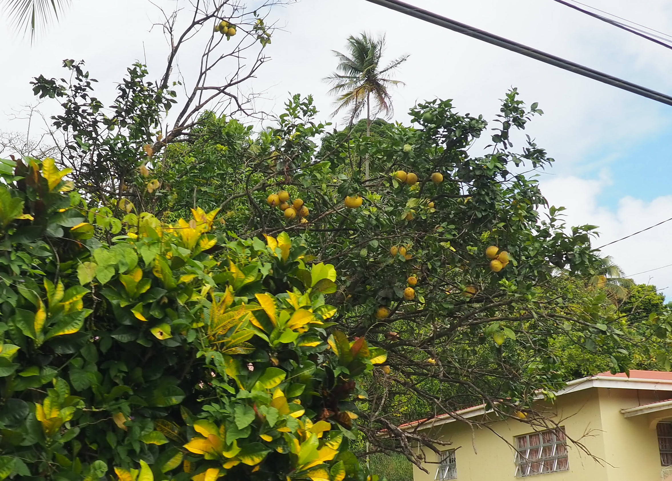 Beautiful Colourful Grenada Island Tour - Kiwi Flying Fish